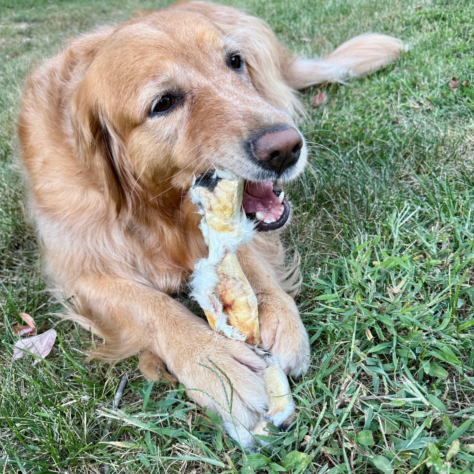 Fur-On Treats for Dogs & Cats: Digestive & Dental Benefits – Golden Nibbles